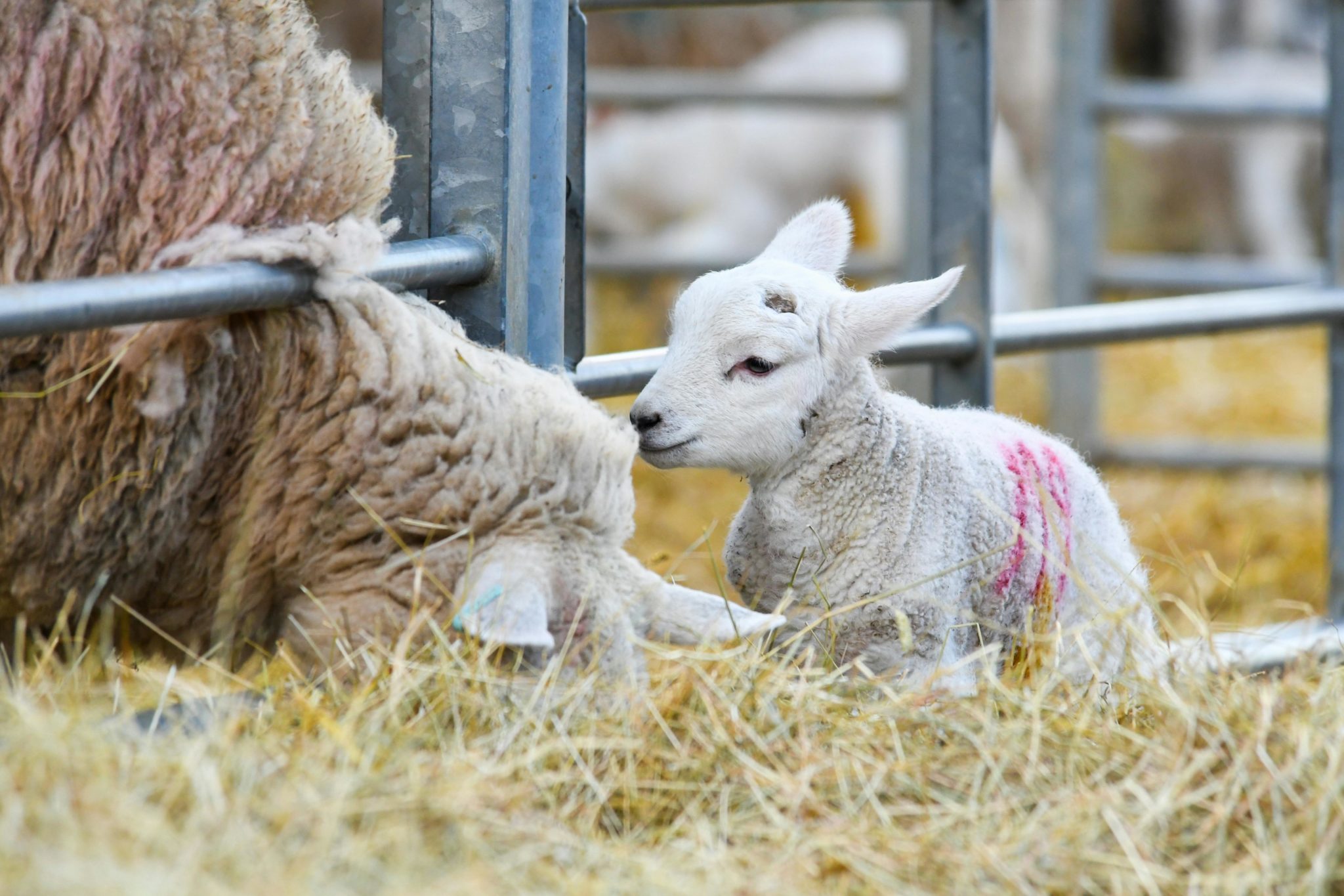 Whats On - Beetle Bank Open Farm